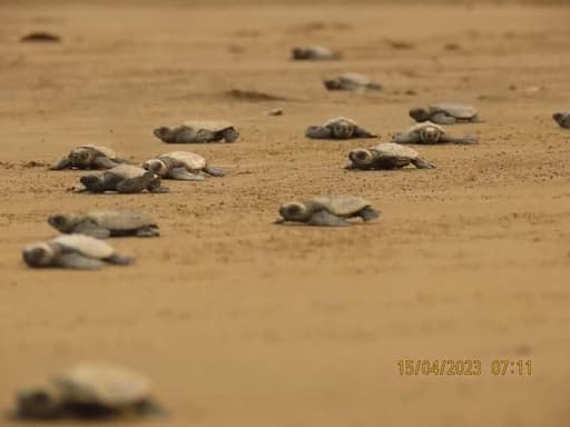 Turtle hatchlings from Kyeintali beach conservation zones released into ...